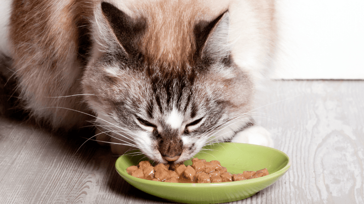 Gut Microbiome Test: The Purr-fect Guide to Your Cat’s Inner Health in ...